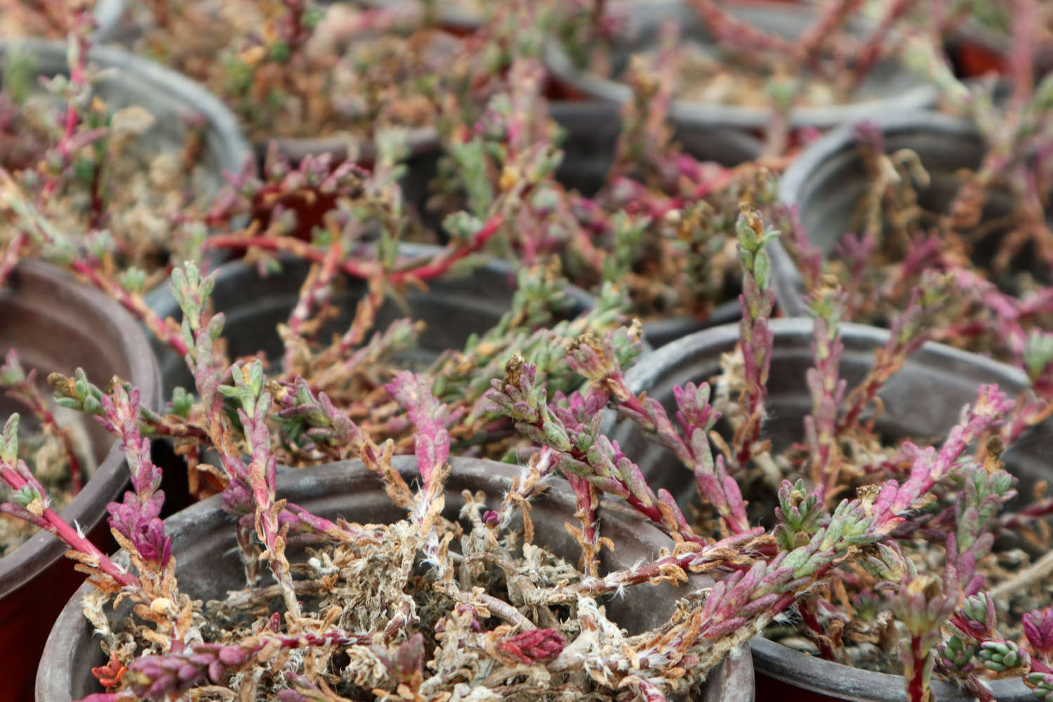 10 kinds of mages are succulent. They can grow up to 1 meter in half a ...