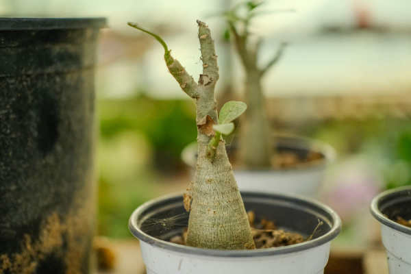 How to raise desert rose seedlings, how to make the roots swell? - The ...
