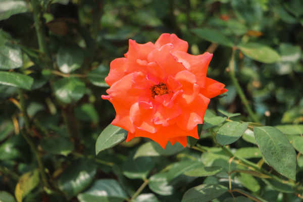 How is Chinese rose cuttage (cuttage method explains in detail) - The ...