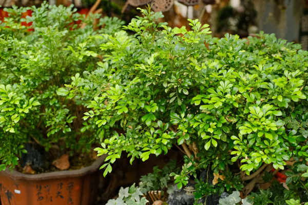 Milan how to sow, Milan when the best time to plant? - The Plant Aide