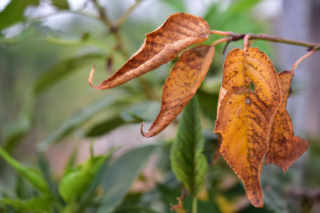 Method for culturing Camptotheca acuminata - The Plant Aide