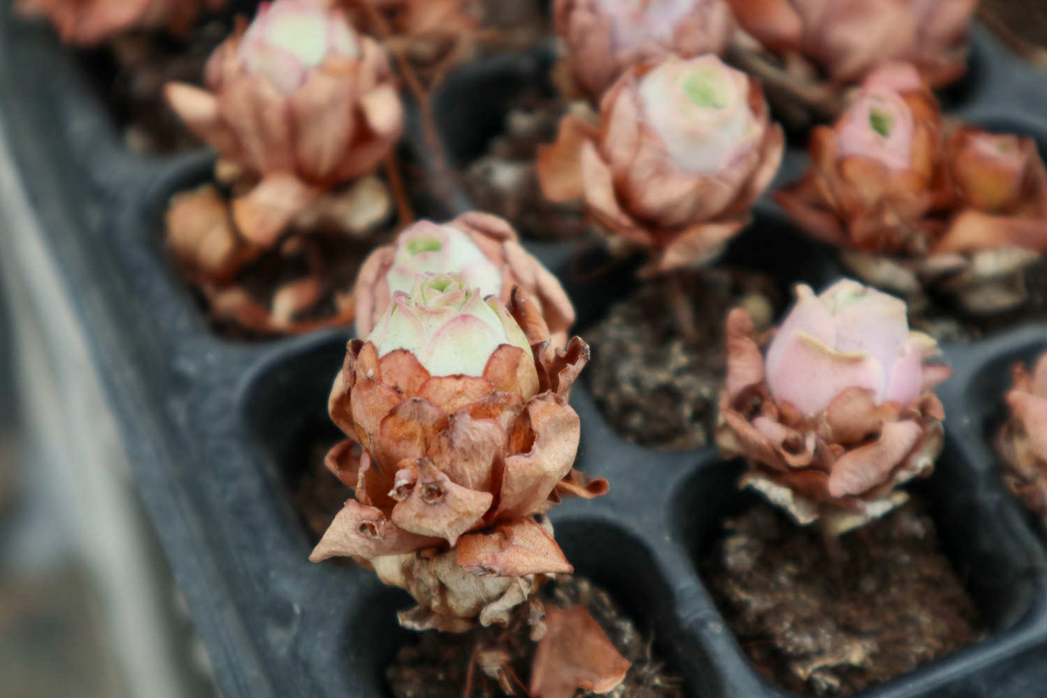 Method of planting mountain rose in spring - The Plant Aide