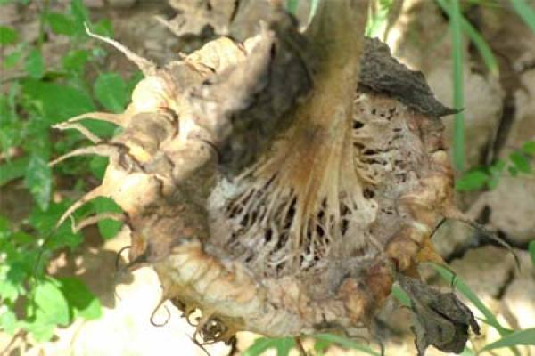 Control measures for Sclerotinia of sunflower - The Plant Aide