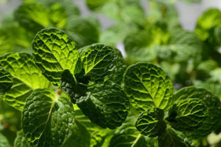What to do with the Yellow peppermint leaves - The Plant Aide