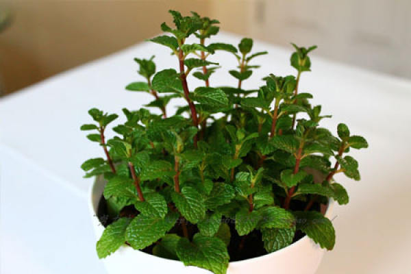 What to do with the Yellow peppermint leaves - The Plant Aide