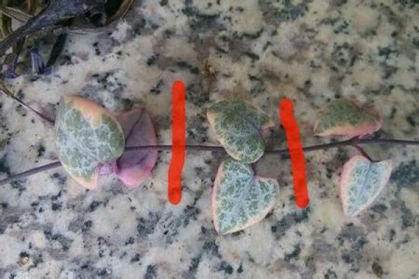 How to breed love vine - The Plant Aide