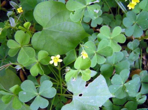 What to do if the leaves of Oxalis are yellow - The Plant Aide
