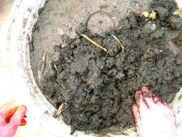 Planting method of lotus root - The Plant Aide