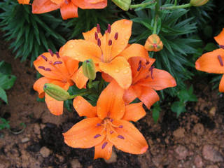 How to deal with the withered Lily - The Plant Aide