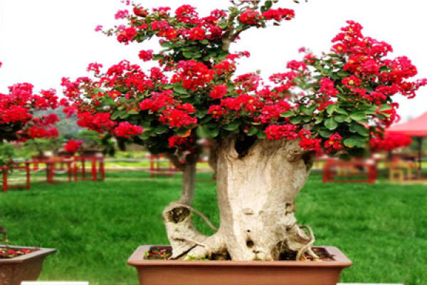 How to make bonsai with crape myrtle - The Plant Aide