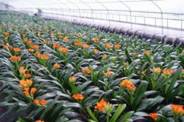How to grow Clivia in winter - The Plant Aide