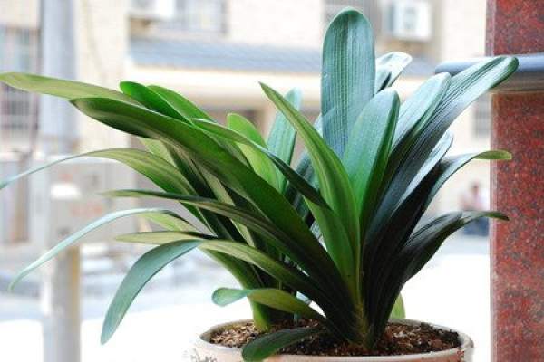 The method of dividing Clivia - The Plant Aide