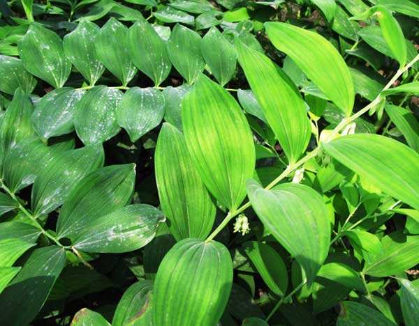 What are the different varieties of Yuzhu - The Plant Aide