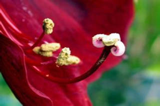 How to pollinate vermilion - The Plant Aide