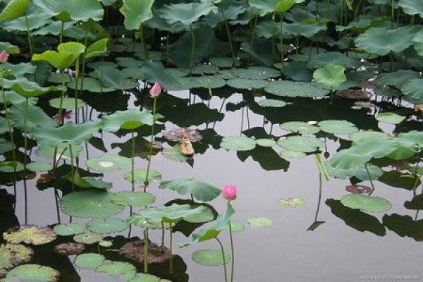 How do lotus survive the winter - The Plant Aide