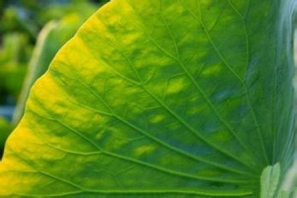The function of lotus leaf - The Plant Aide