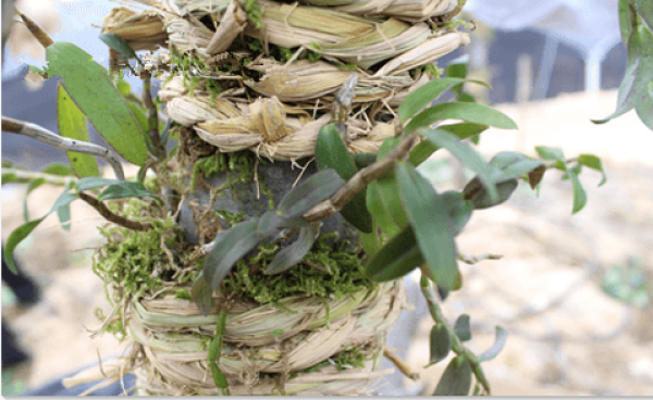 Control methods of diseases and insect pests of Dendrobium - The Plant Aide
