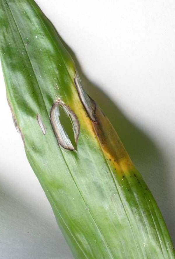 How to control the black rot of Dendrobium - The Plant Aide