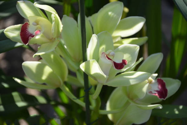 Disease control methods of Cymbidium - The Plant Aide