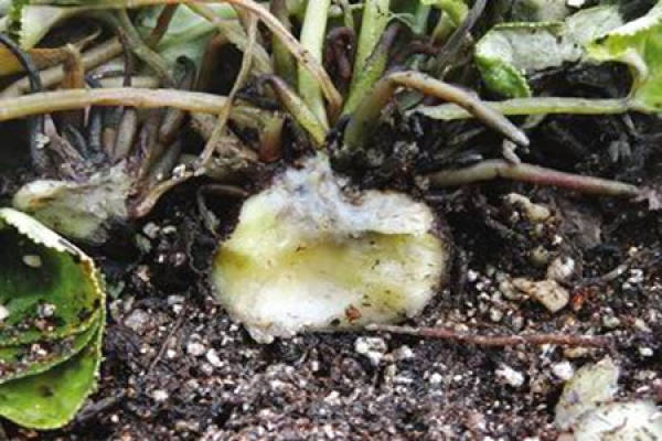 Disease control of Cyclamen - The Plant Aide