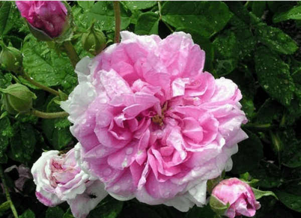 Edible rose varieties - The Plant Aide