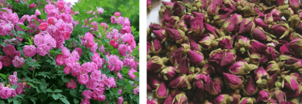 Edible rose varieties - The Plant Aide