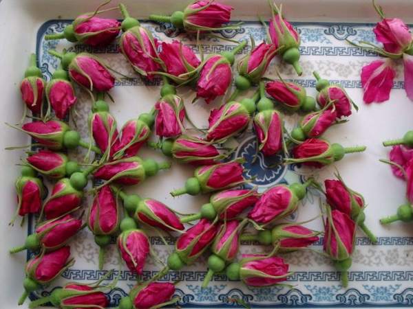 Medicinal value of rose - The Plant Aide