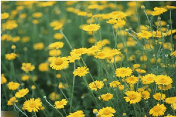 The effect and function of daisy - The Plant Aide