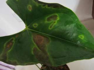 Diseases of Anthurium andraeanum and control methods - The Plant Aide