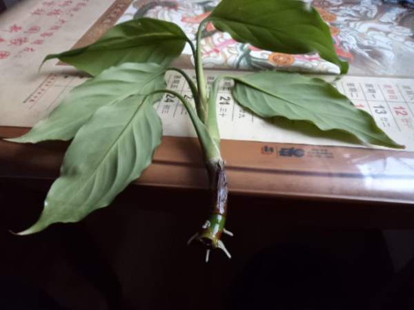 How to breed Rohdea japonica - The Plant Aide