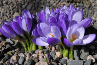 Common diseases and control of saffron (Crocus sativus) - The Plant Aide