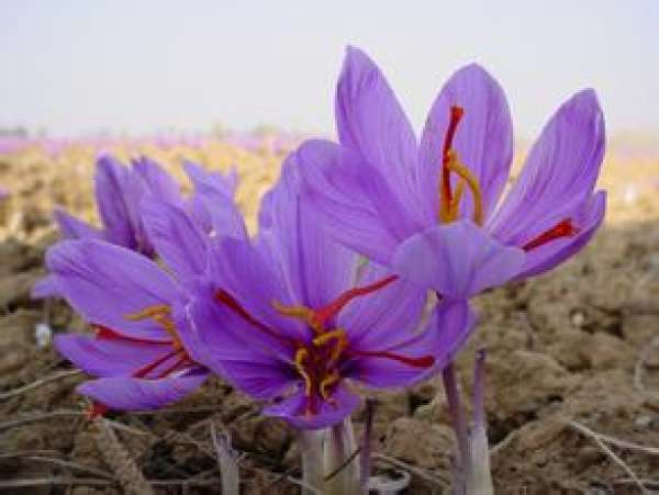 Common diseases and control of saffron (Crocus sativus) - The Plant Aide
