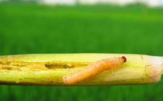 Common insect pests of saffron (Crocus sativus) and control methods ...