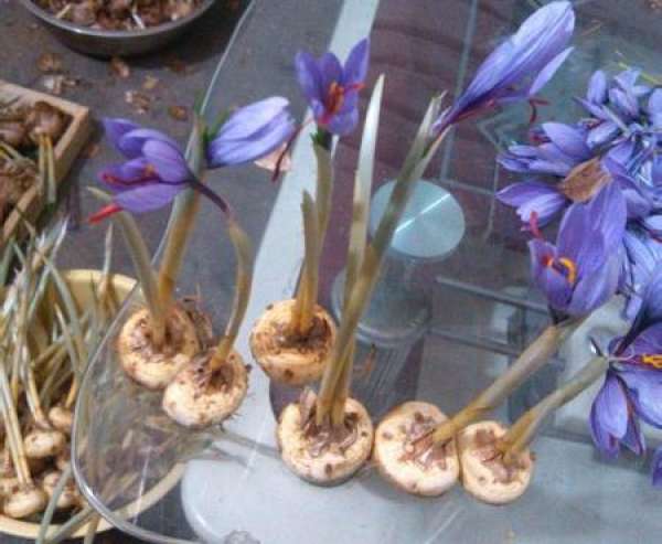How to choose saffron seed ball - The Plant Aide
