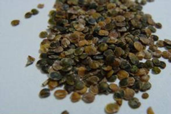 How to plant violet seeds - The Plant Aide