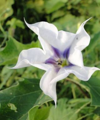 Medicinal value of Datura flower - The Plant Aide