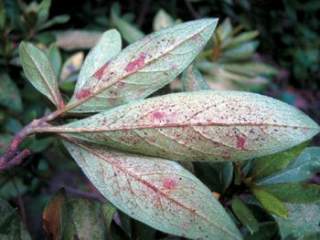Rhododendron pests and control methods - The Plant Aide