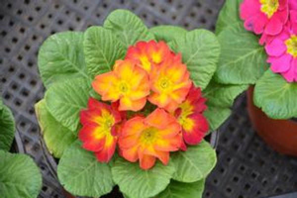 How to deal with the withered primrose - The Plant Aide
