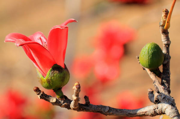 The propagation method of kapok - The Plant Aide