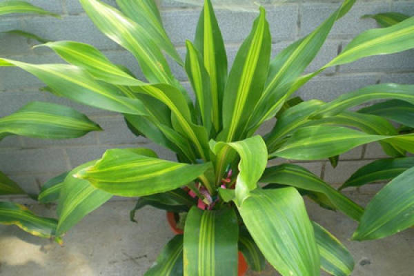 What to do if Brazilian iron is withered - The Plant Aide