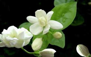 What are the advantages of keeping African Jasmine at home - The Plant Aide