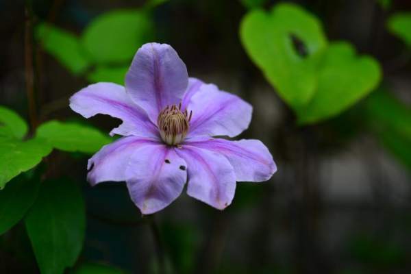 Pest and control methods of Clematis - The Plant Aide