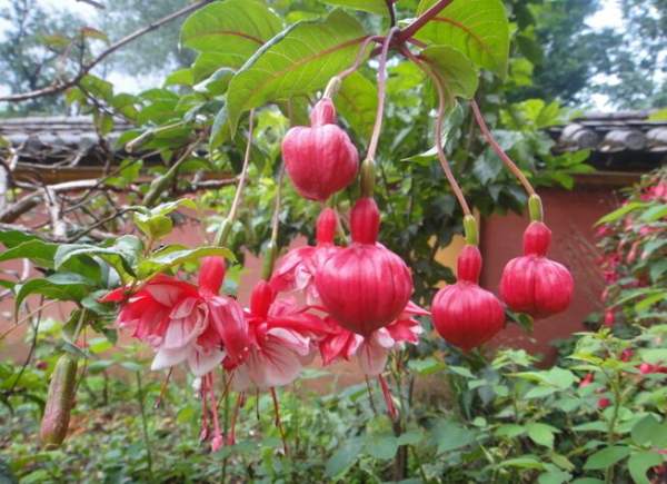 What's the meaning of palace lamp longevity flower - The Plant Aide