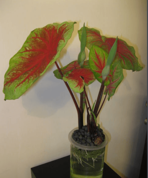 Hydroponics of taro - The Plant Aide