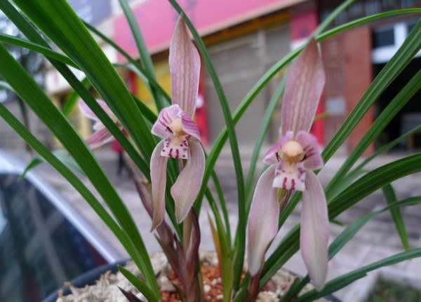 Common diseases and control methods of Cymbidium - The Plant Aide