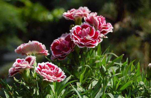 Control methods of carnation diseases - The Plant Aide