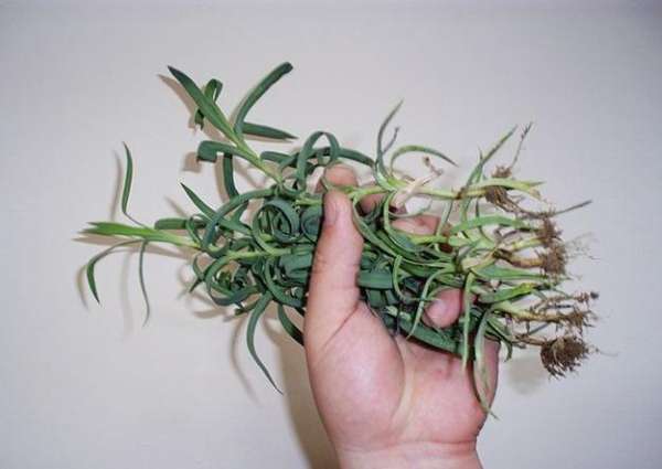 Cutting method of Carnation - The Plant Aide