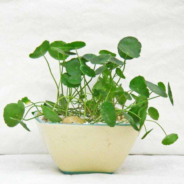 What's the function of Copperhead - The Plant Aide