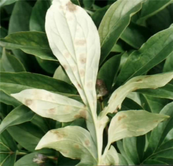 Diseases of Paeonia lactiflora and its control methods - The Plant Aide