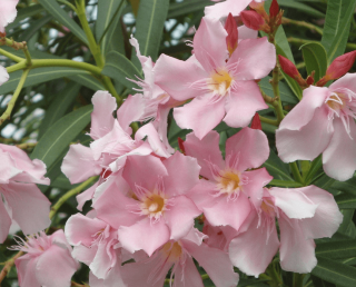Do you know the main uses of oleander? - The Plant Aide